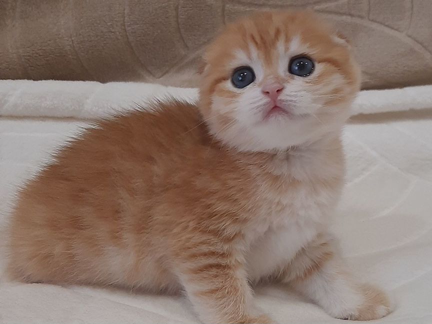 Шотландские золотые шиншиллы котята