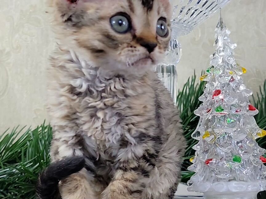 Мальчик Девон Рекс