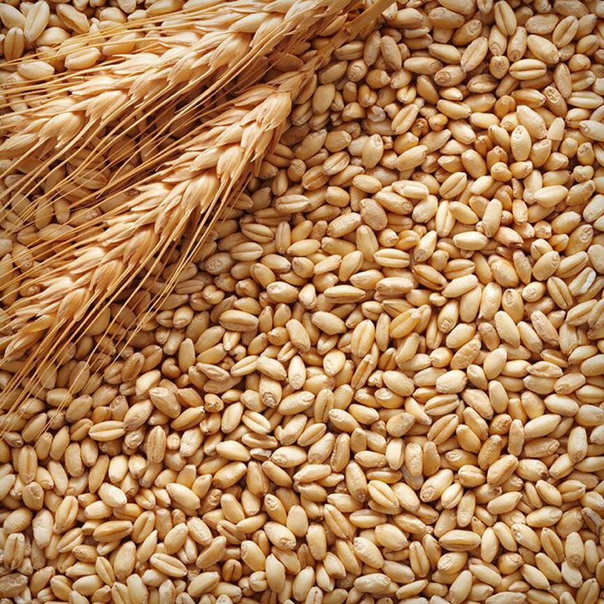 Зерно пшеница