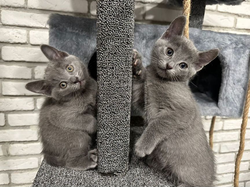 Котята русская голубая