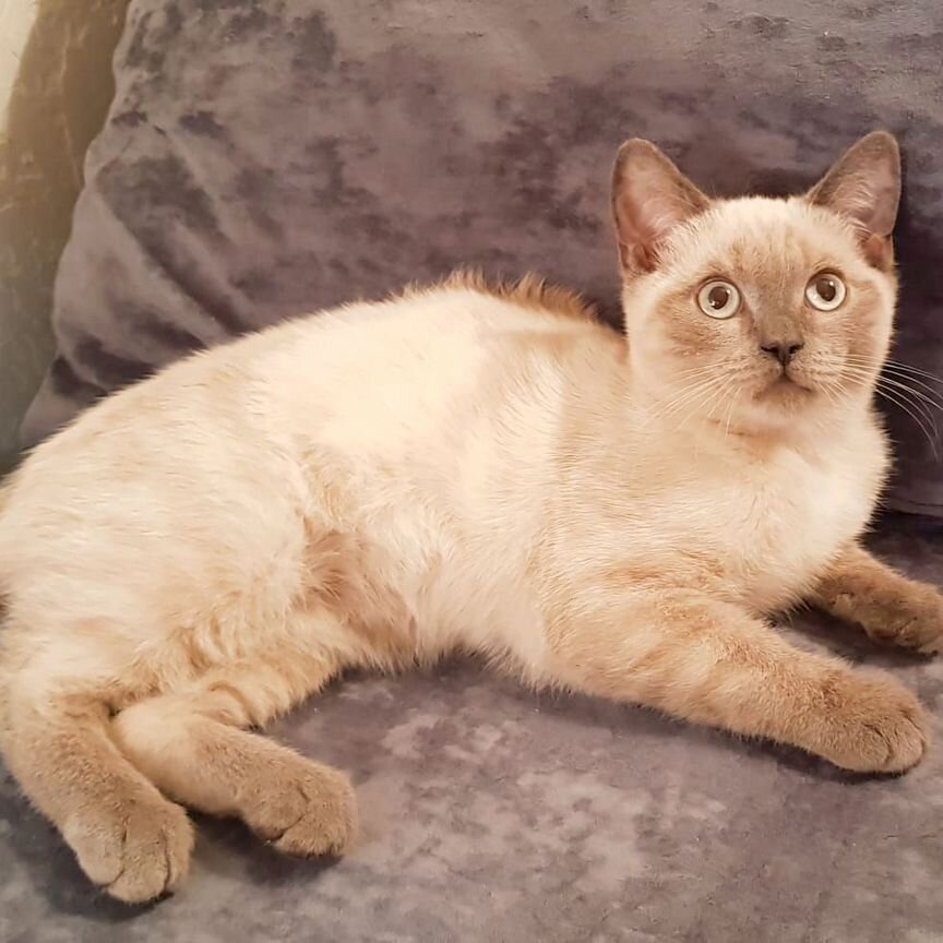 Тайский котёнок Сашка