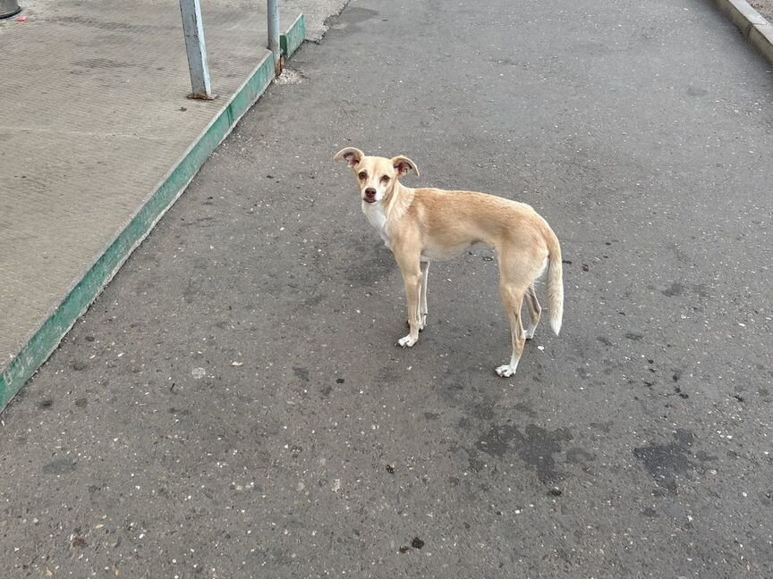 Девочка в добрые руки