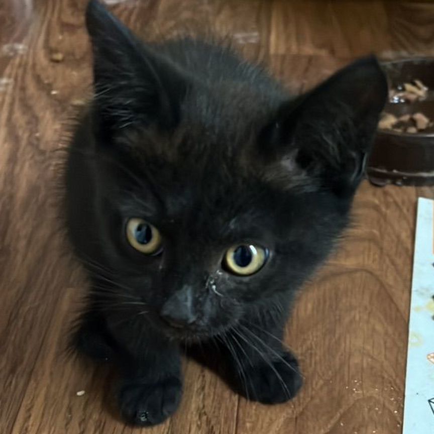 Котенок