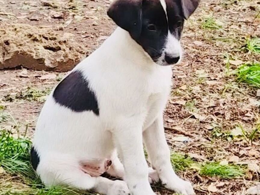 Ричи ищет хозяина