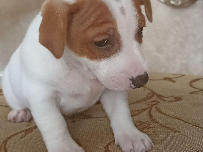 Собаки щенки маленькой породы джек рассел терер