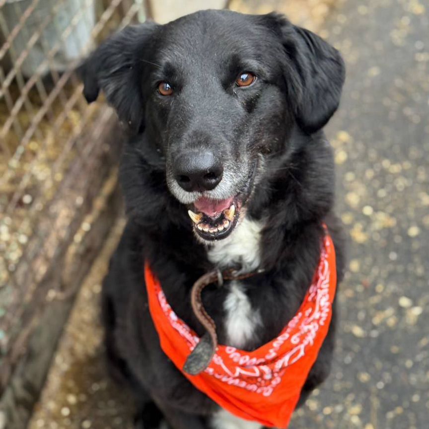 Взрослая собака в добрые руки