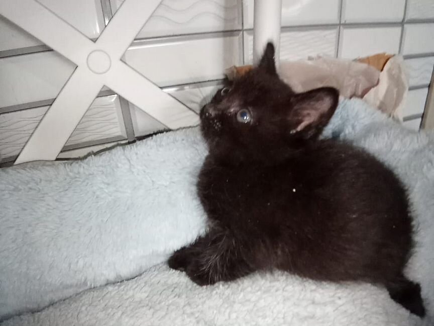 Кошка котенок черная