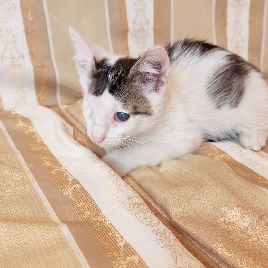 Котенок, без глазика