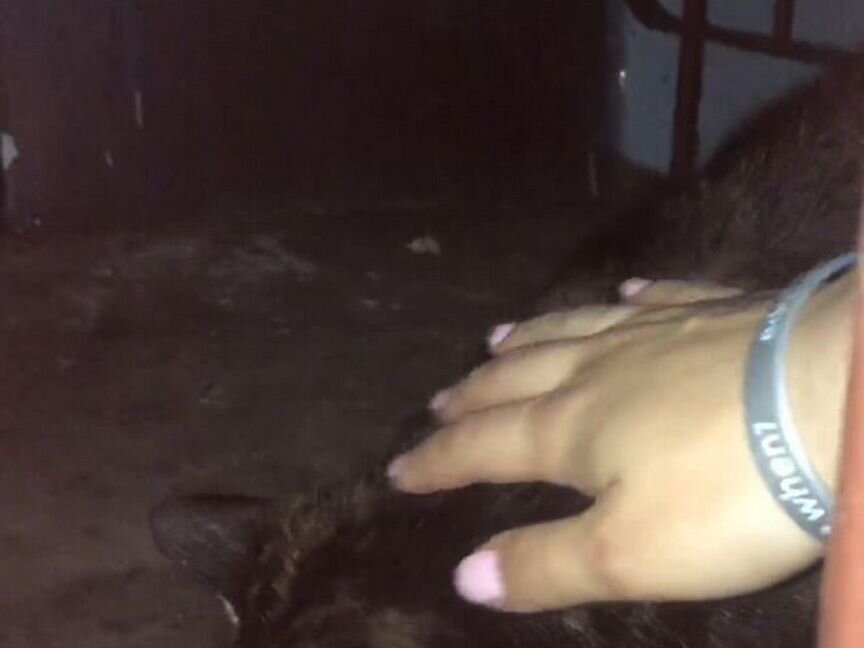 В добрые руки