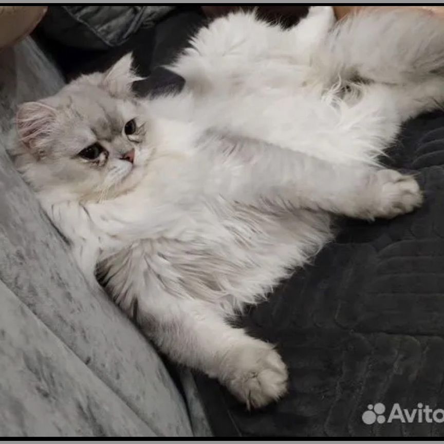 Шотландский вислоухий длинношёрстный, взрослый кот