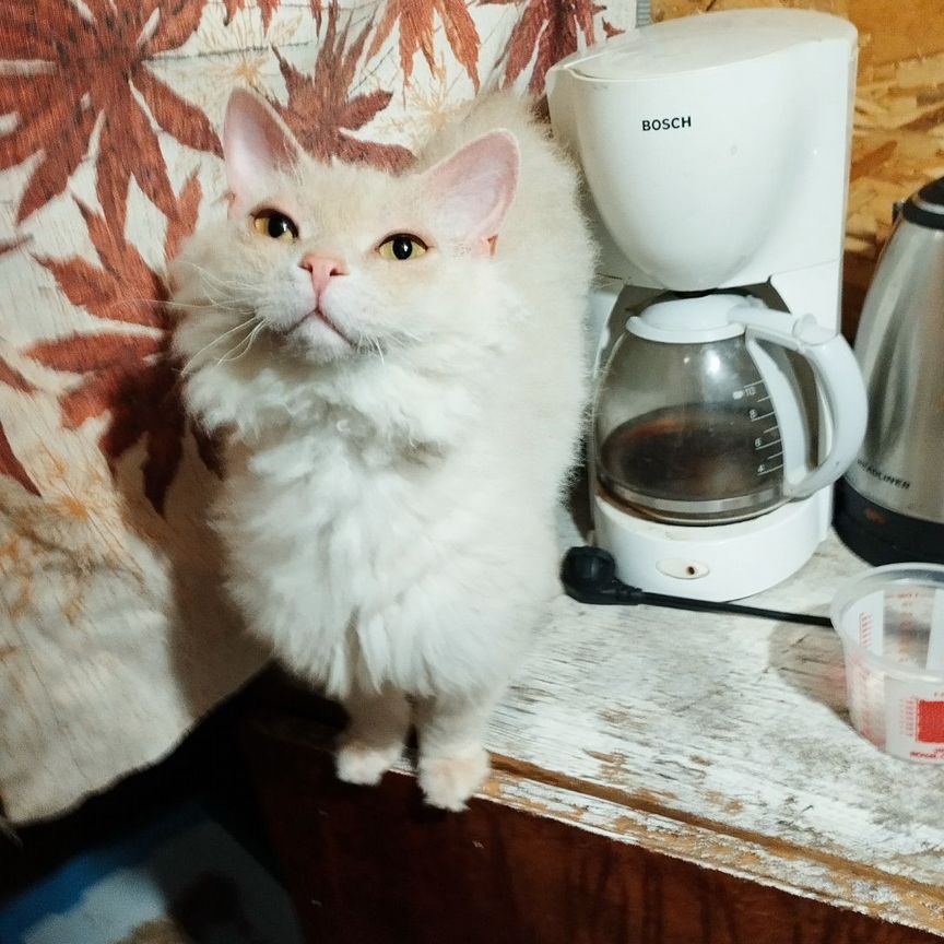 Кот Амур в добрые руки