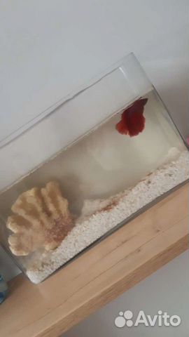 Сиамский петушок рыбка с аквариумом