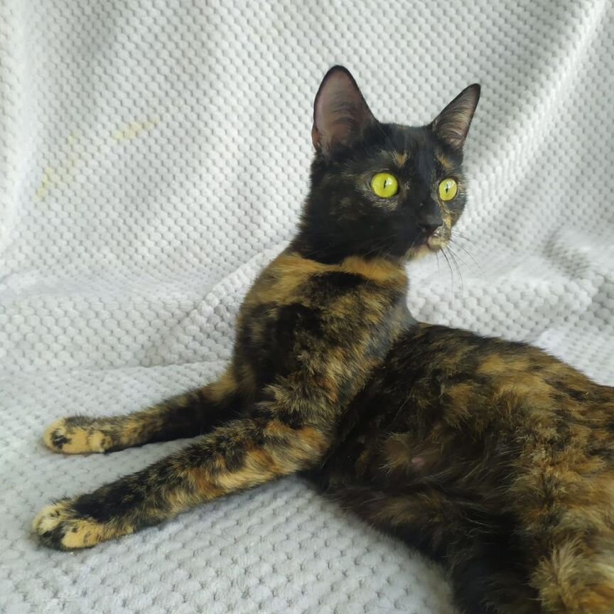 Котенок Ося ищет дом