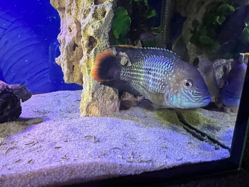 Акара бирюзовая, самка, 13 см