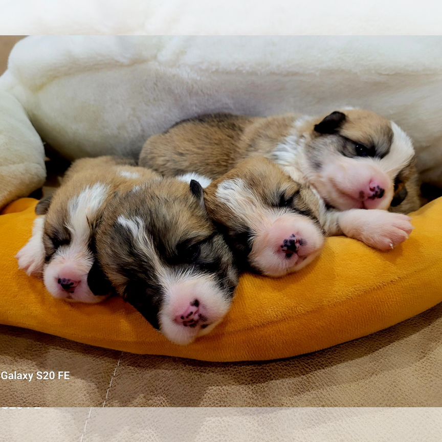 Вельш Корги Пемброк, щенок