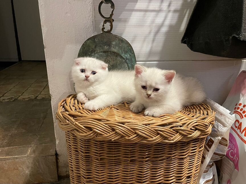 Шотландские котята вислоухий мальчик и прямдевочка