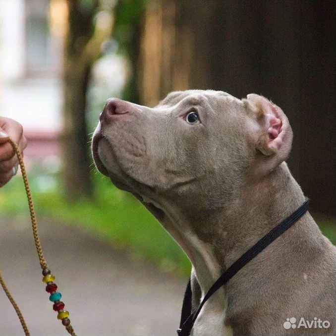 Щенок амбулли pocket/standart