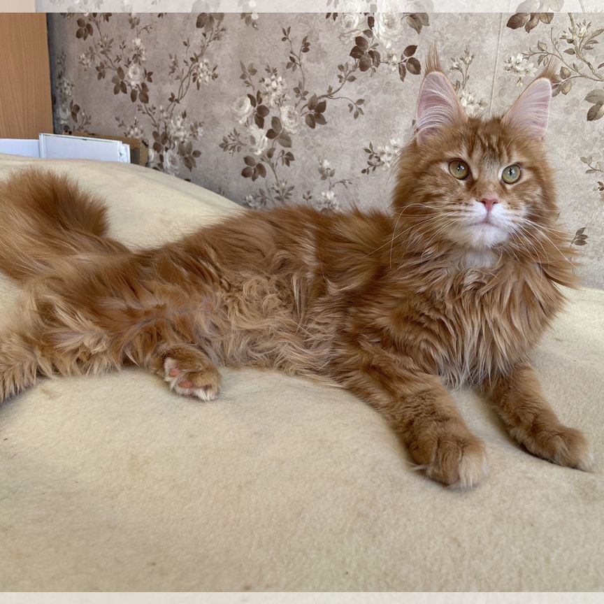 Мейн-кун котёнок