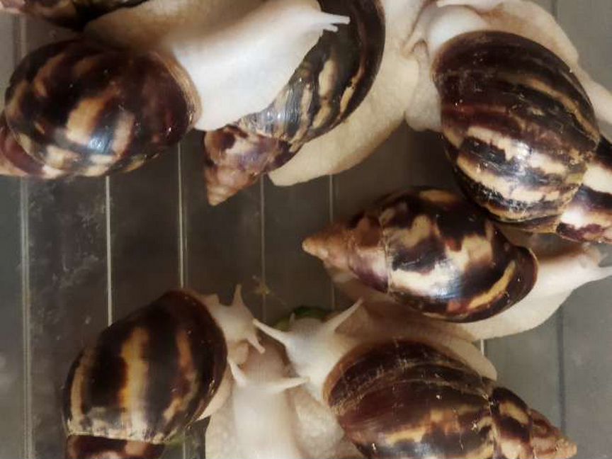 Улитки ахатины альбино