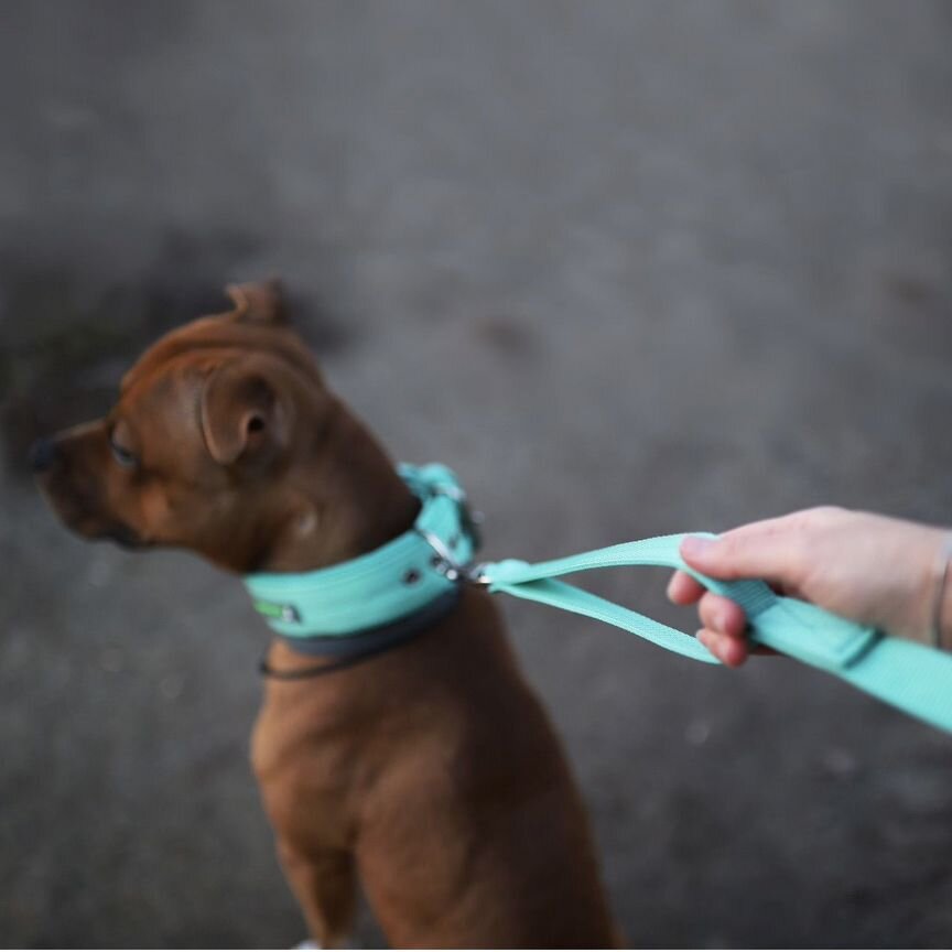 Поводок и ошейник NeoHund