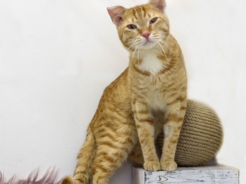 Рыжий взрослый парень ищет новый дом