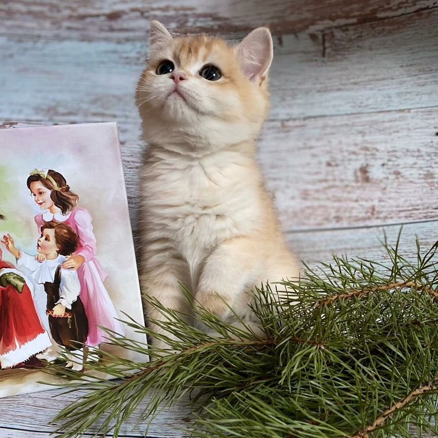 Британские котята золото к новому году