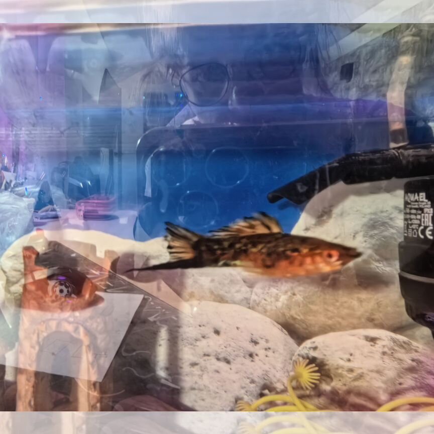 Аквариум с рыбкой