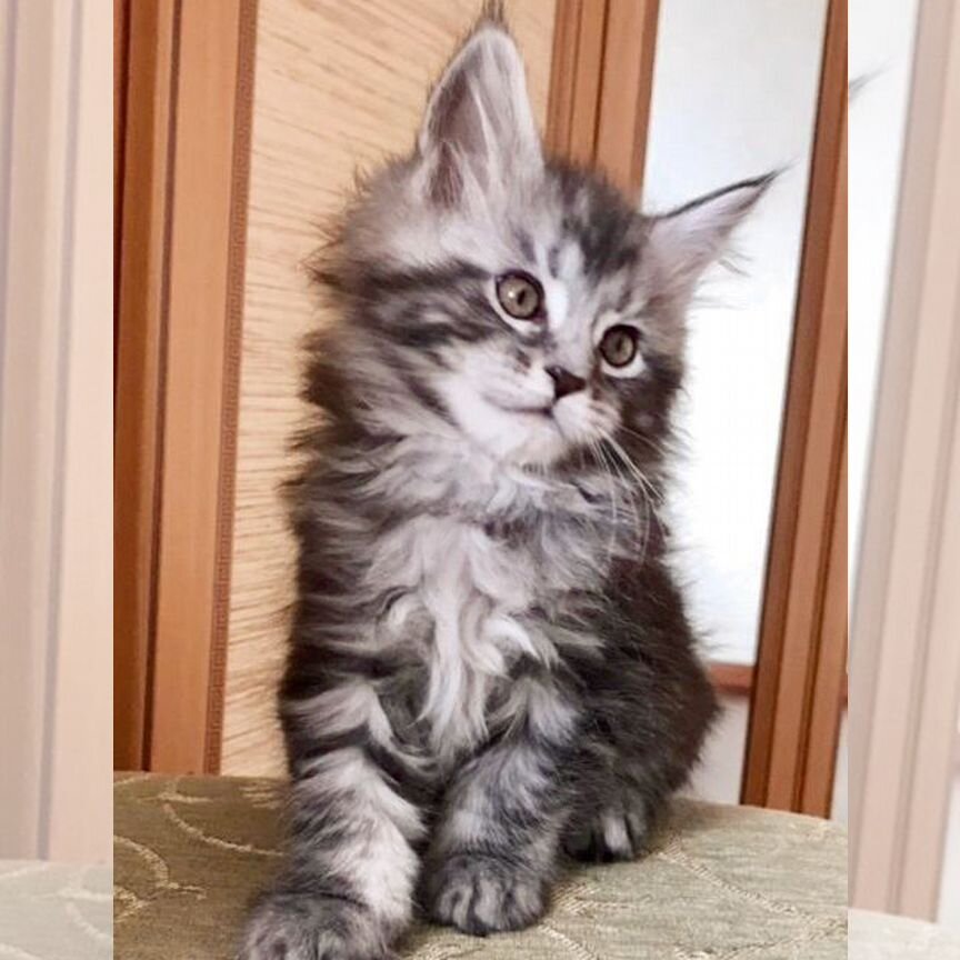 Котята мейн-кун