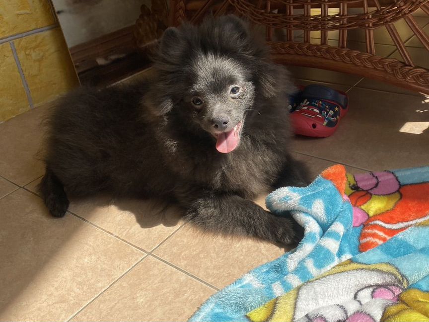 Цвергшпиц 8 мес в добрые руки