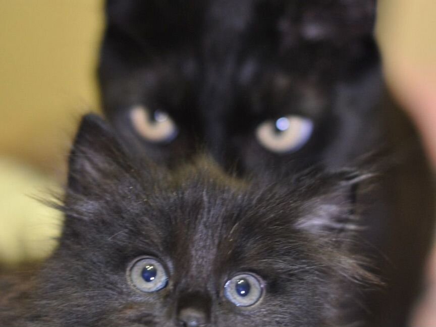 Котенок