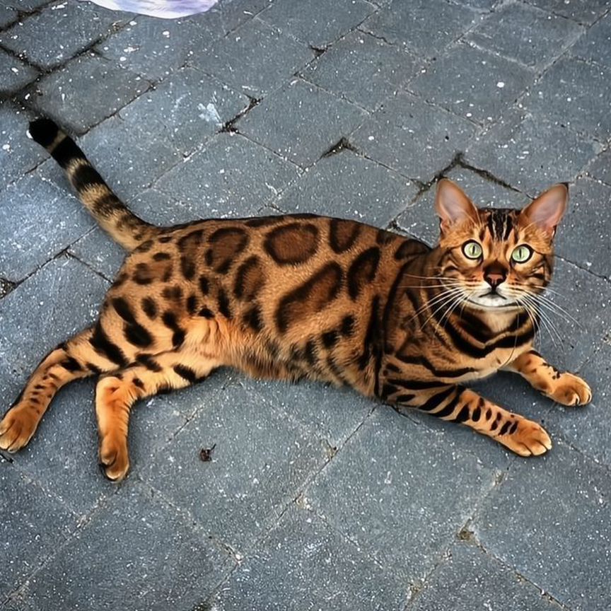 Бенгальская кошка, взрослая