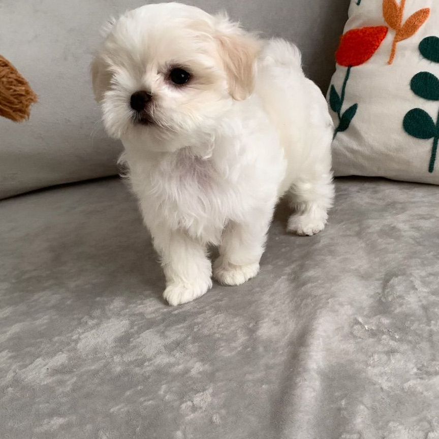 Болонка мальтезе, мальтийская болонка