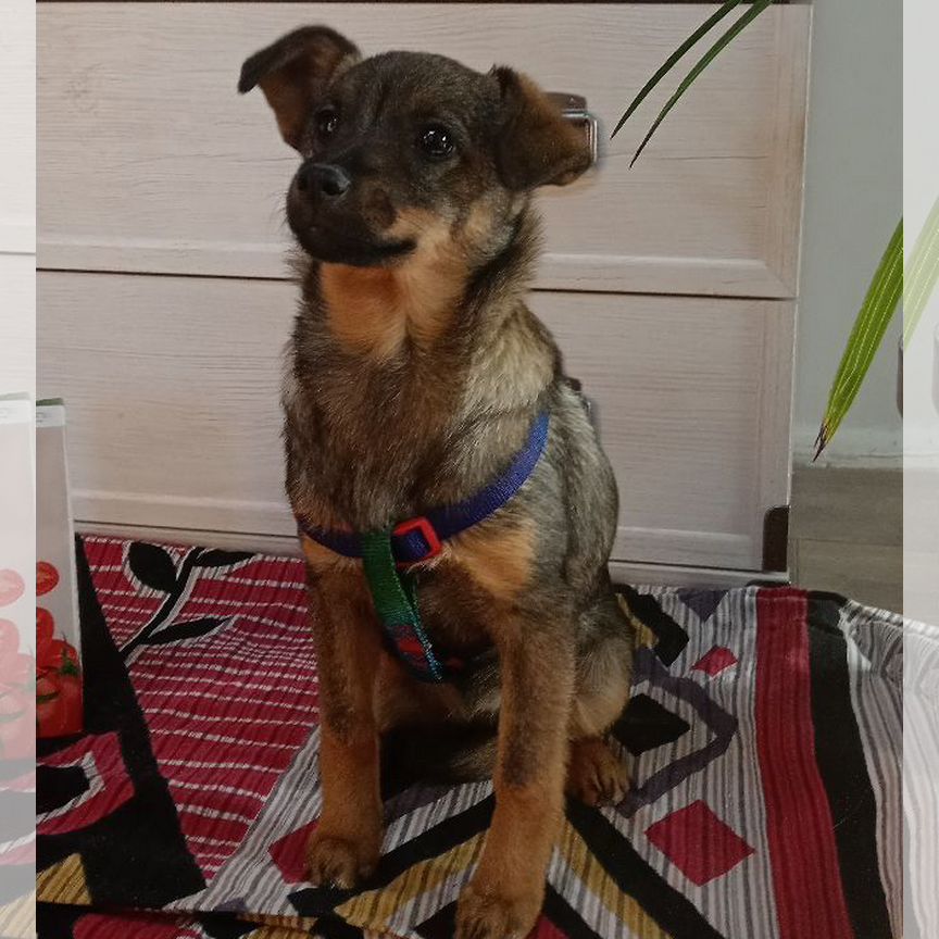 Щенок в добрые руки