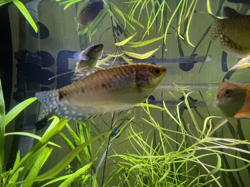 Гурамми желтый (класический)