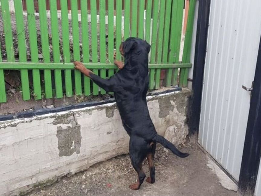 Собака
