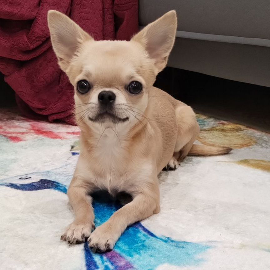 Чихуахуа, щенок