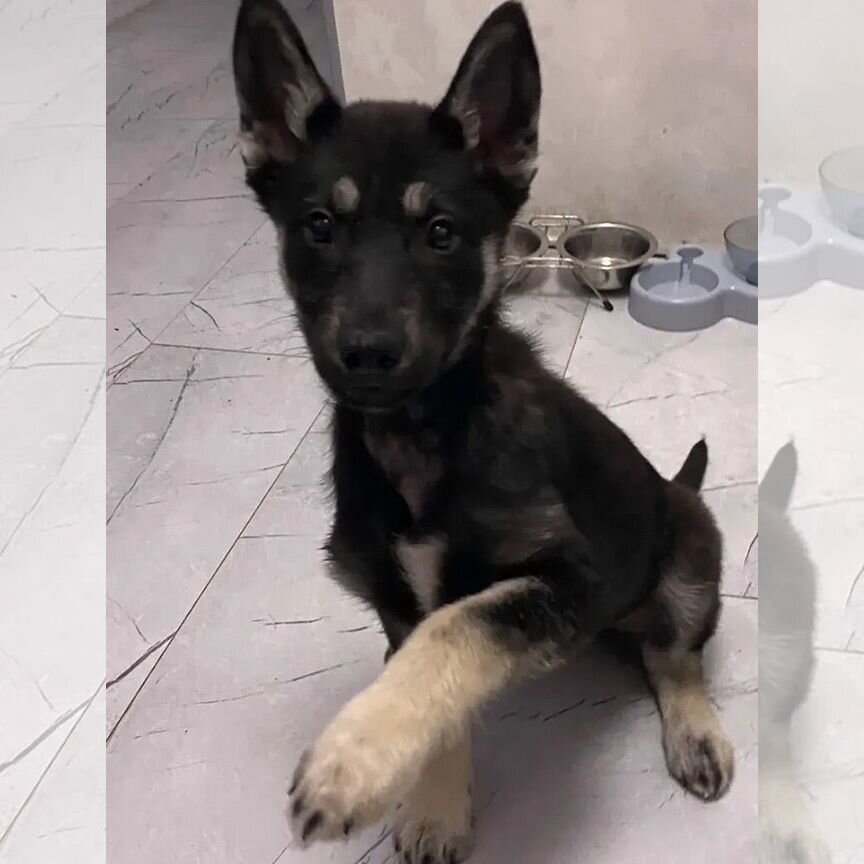 Щенок в добрые руки