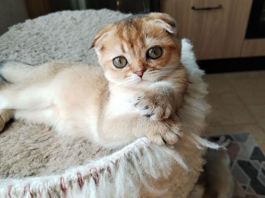 Девочка золотая шиншиллка. Доставка