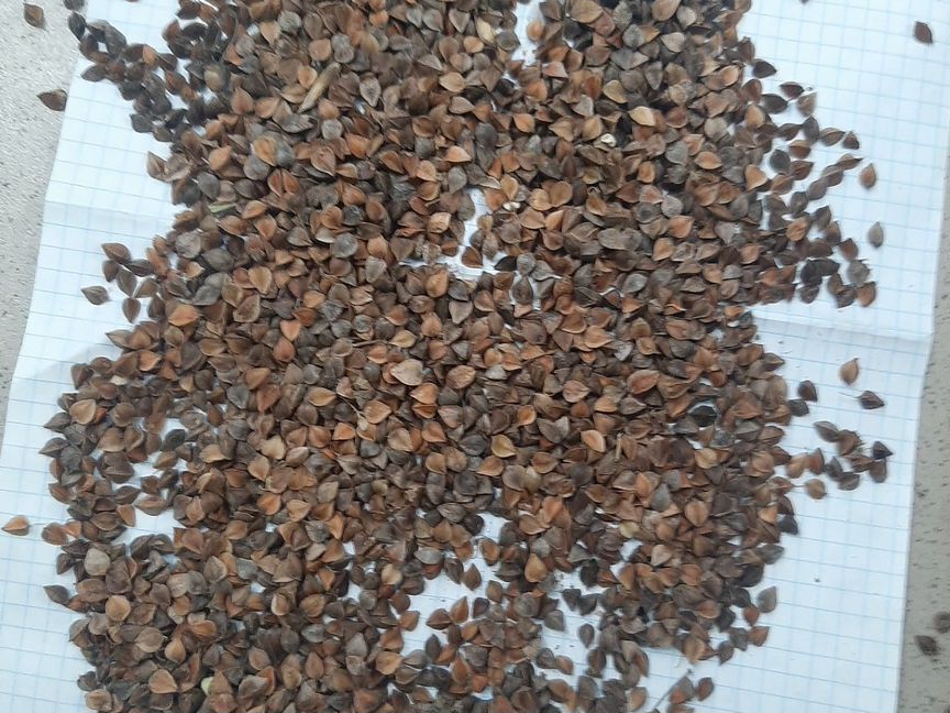 Корма для животных