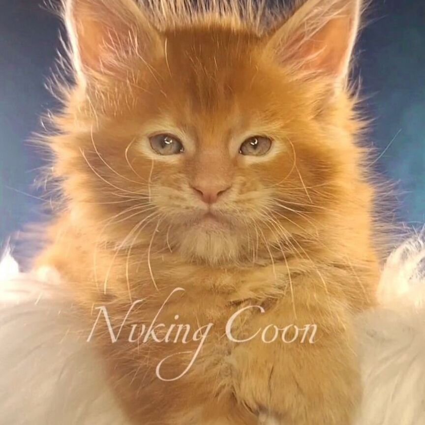 Мейн-кун поли