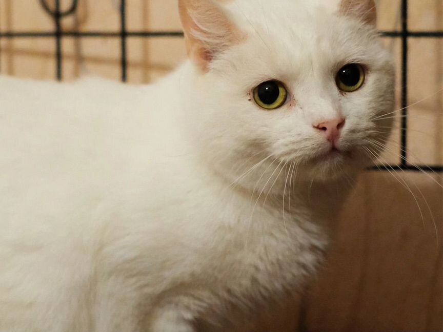 Яшенька ищет семью