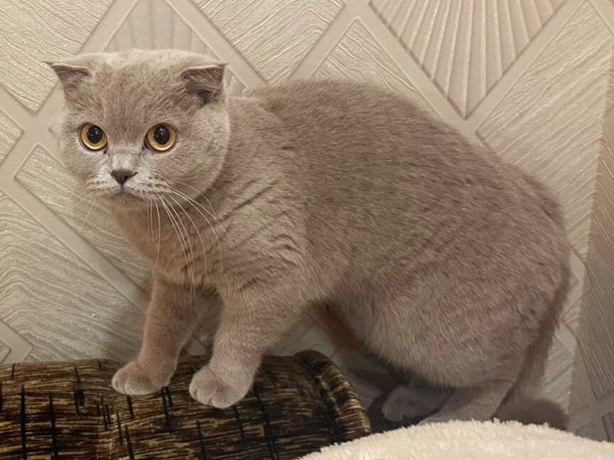 Британская
