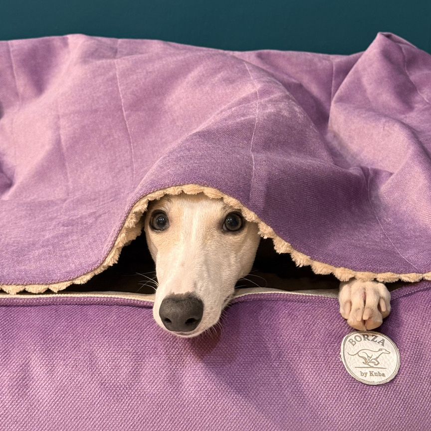 Лежанки с одеялом для собак