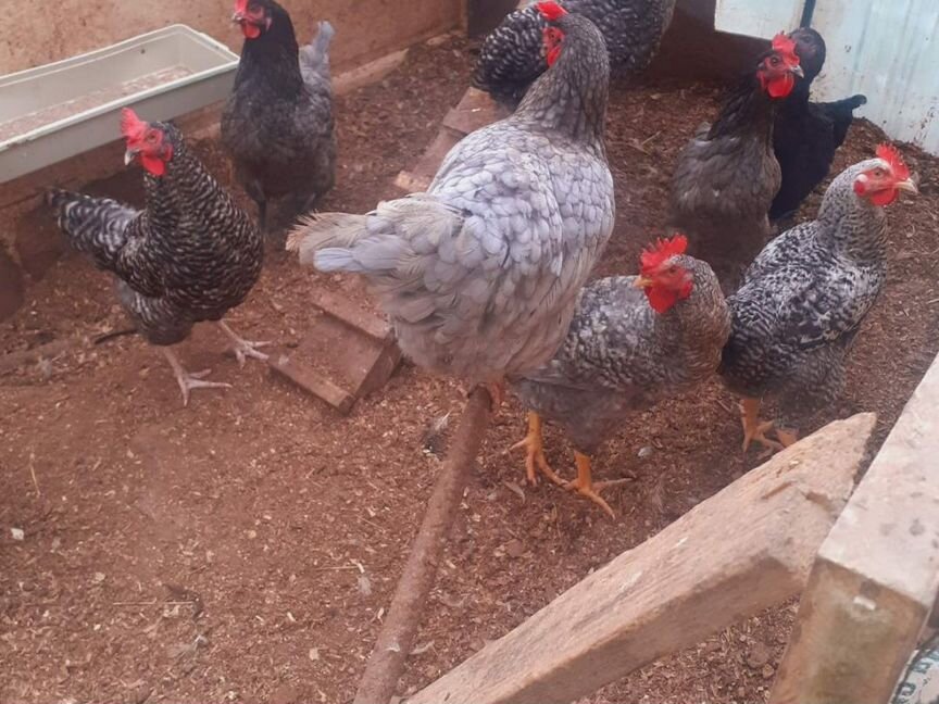 Куры доминант (бронь)