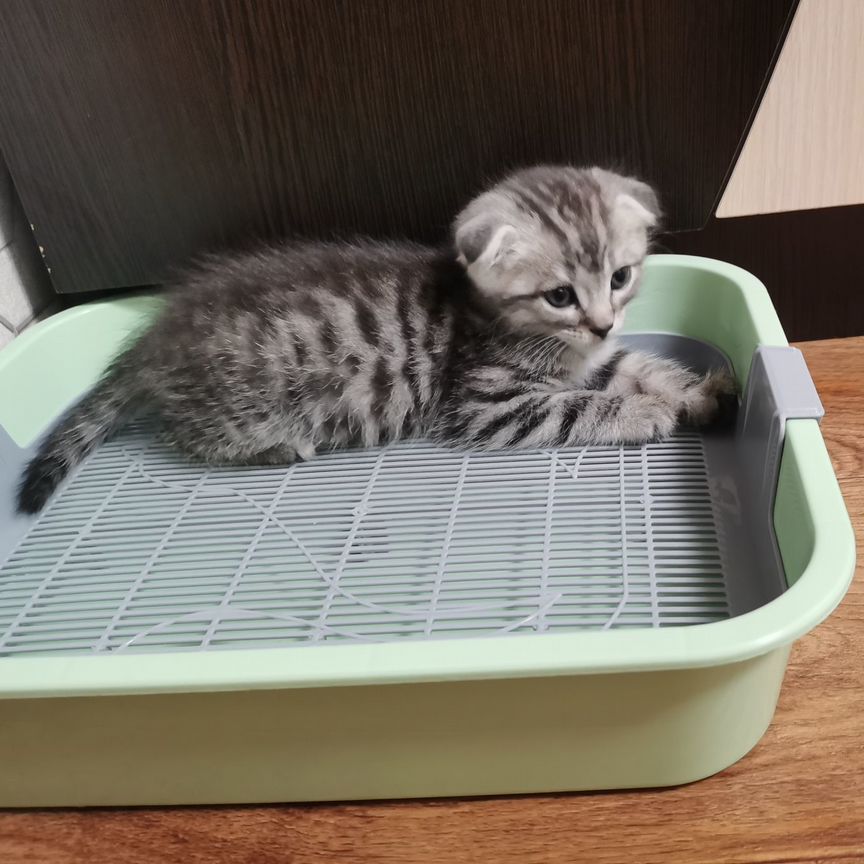 Продам котёнка(шотландский, вислоухий)