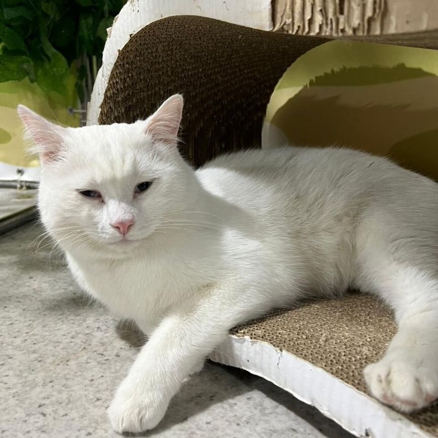 Кот бесплатно