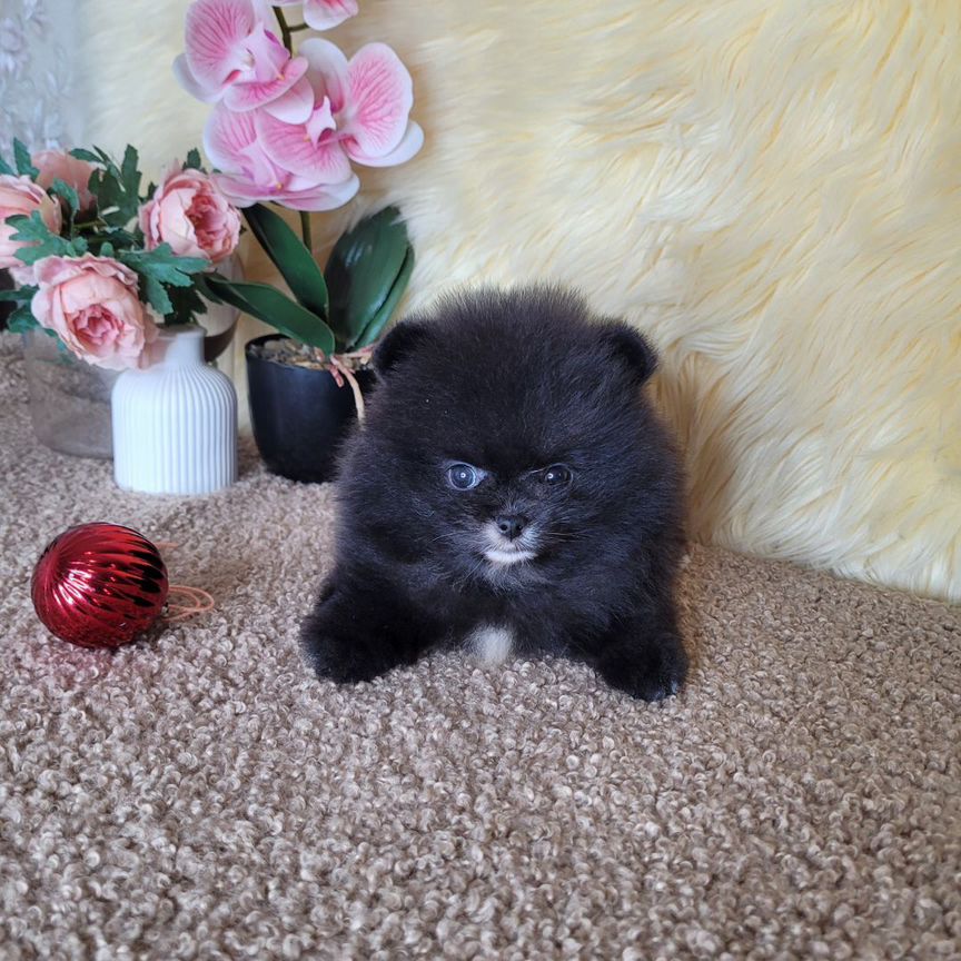 Померанский шпиц мальчик