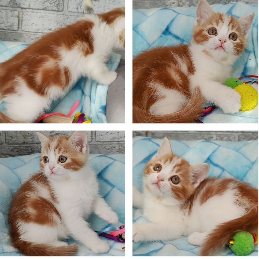 Скоттиш Страйт