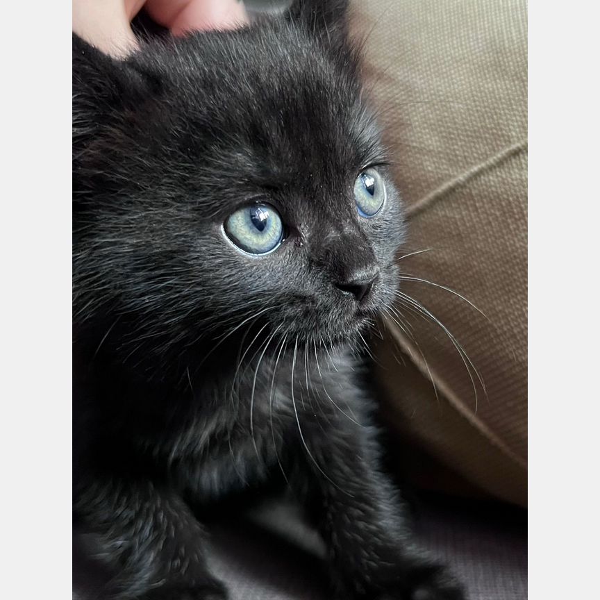 Черная британская кошка