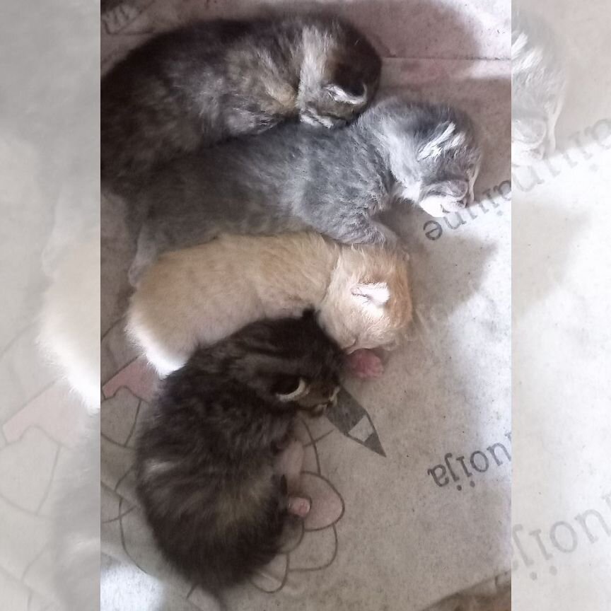 Котёнок в добрые руки